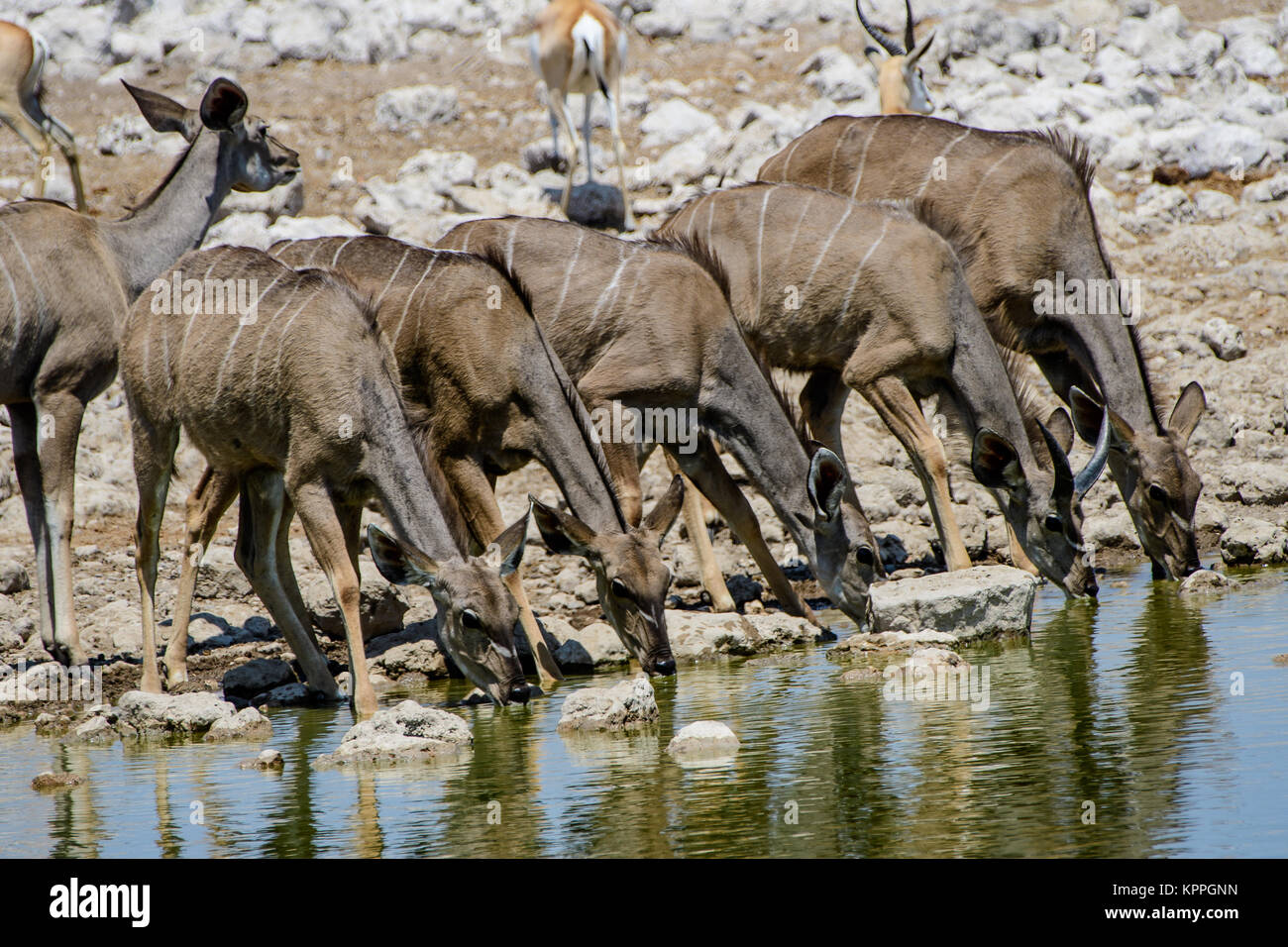 Female kudu drinking at the waterhole Stock Photo - Alamy