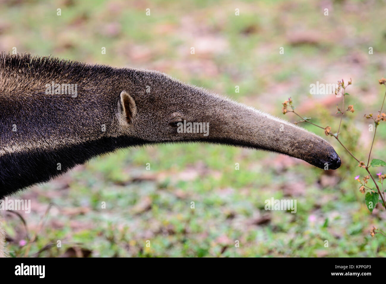 Long nose animals hi-res stock photography and images - Alamy