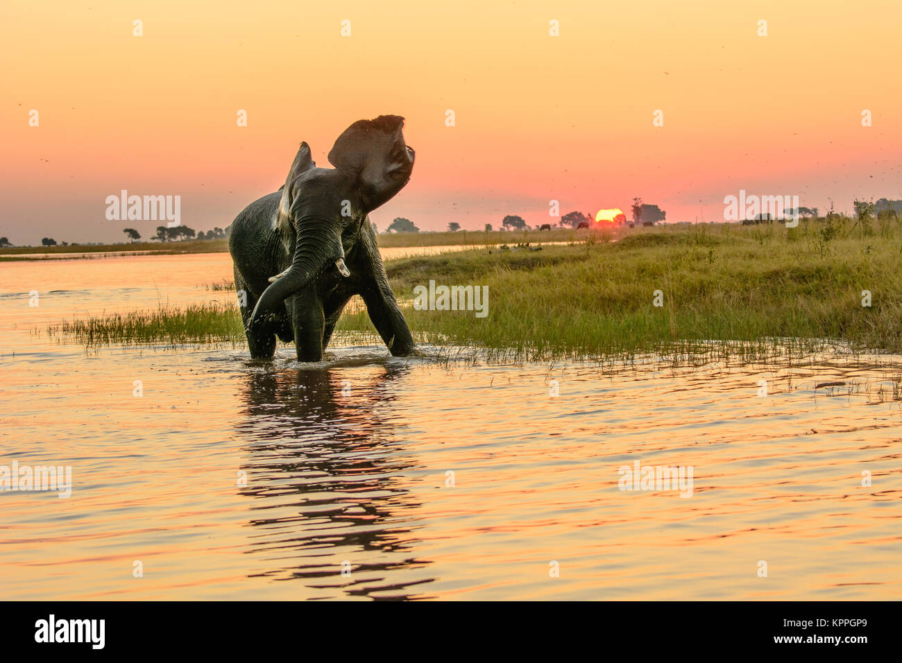 African elephant bathing at sunset Stock Photo - Alamy