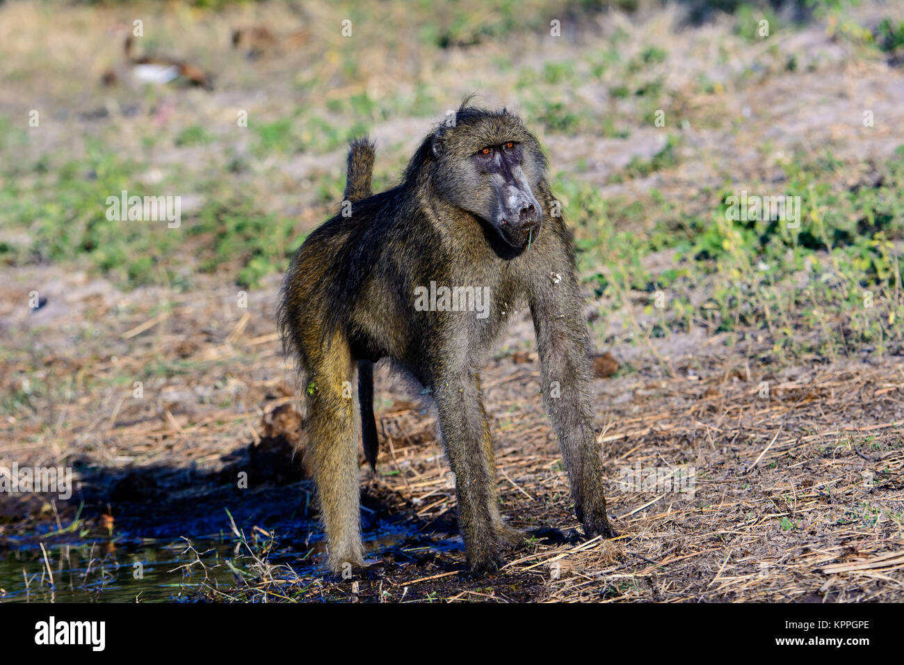 Primate pose hi-res stock photography and images - Alamy