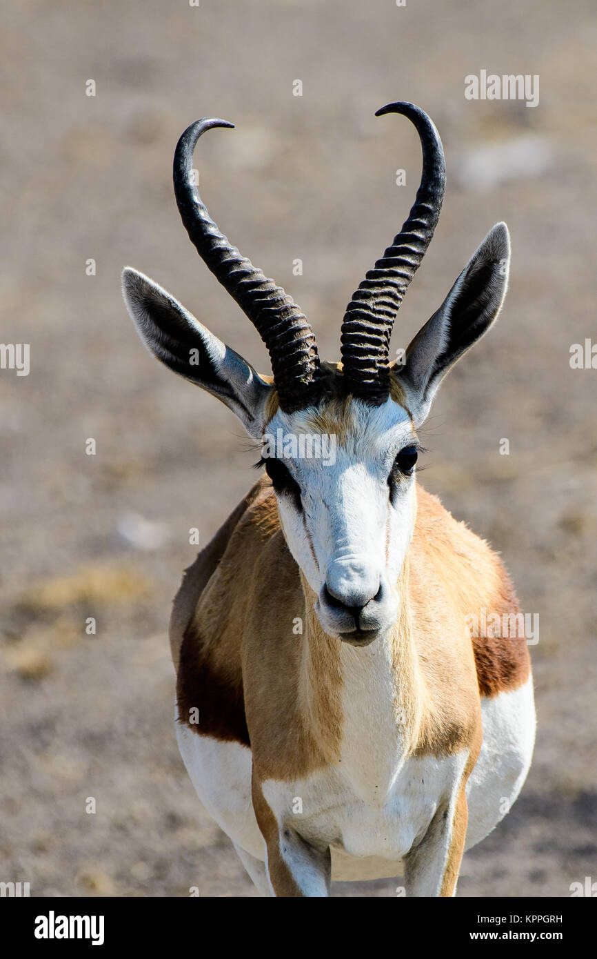 close up of the face of an Impala Stock Photo - Alamy
