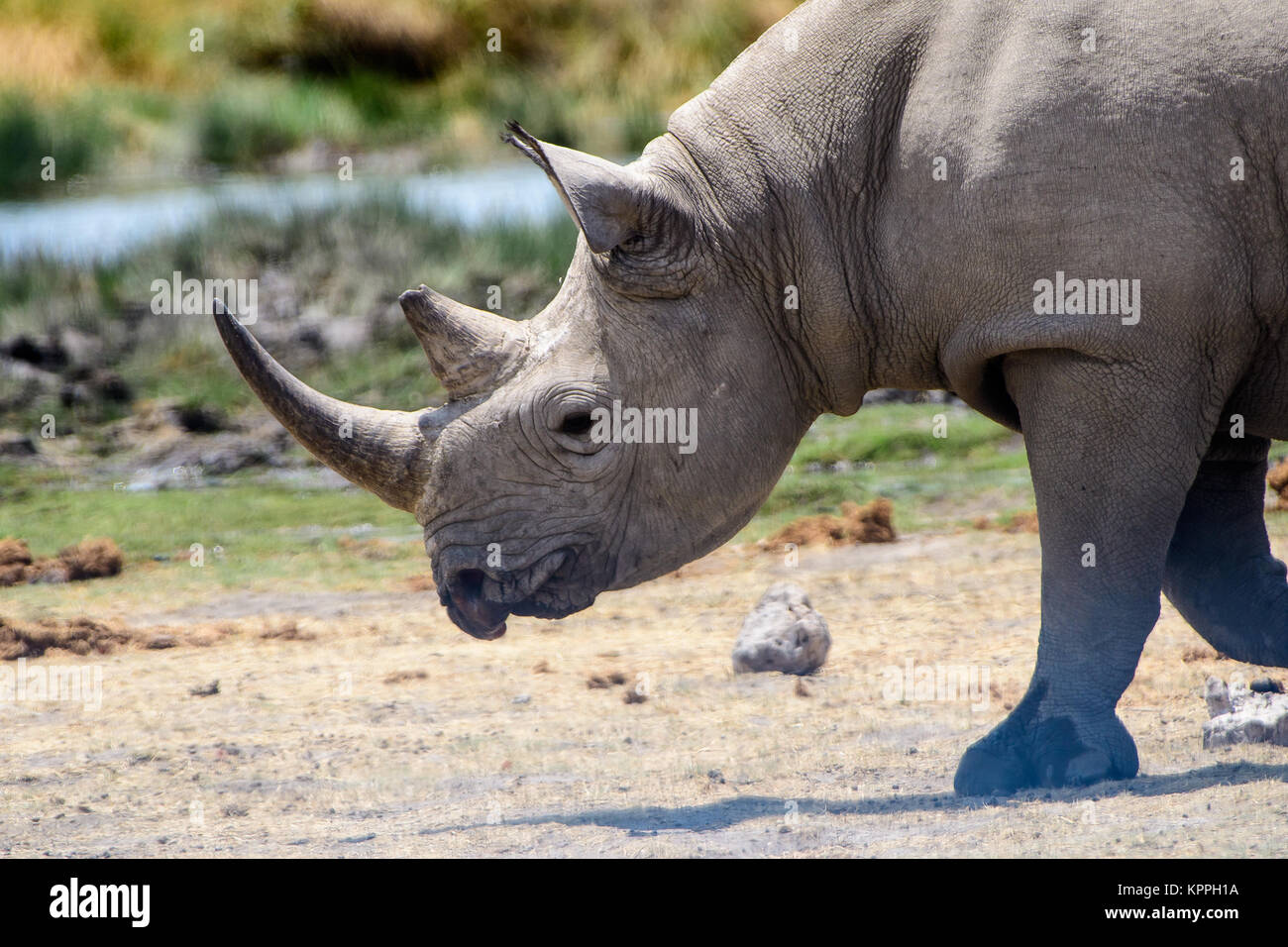 Close up of the face of a rhino Stock Photo - Alamy