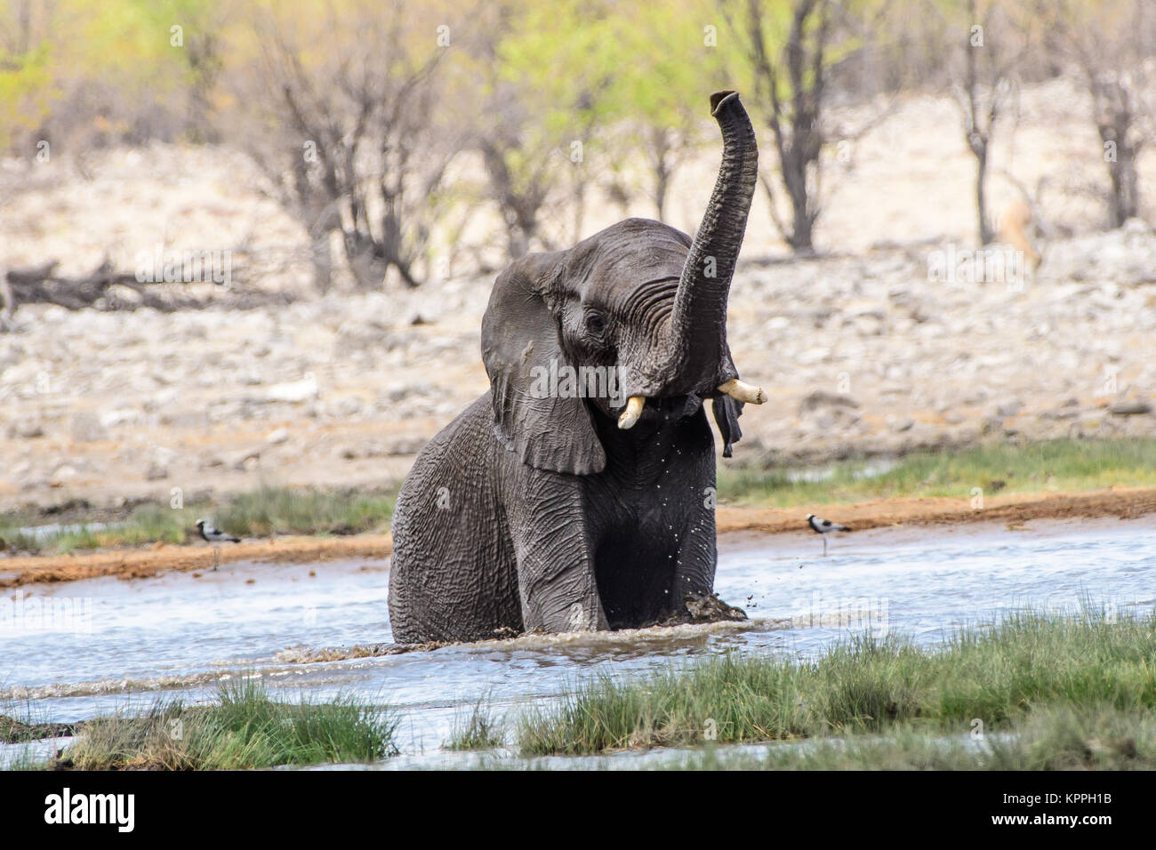 African elephant checking for smells whilst bathing Stock Photo - Alamy
