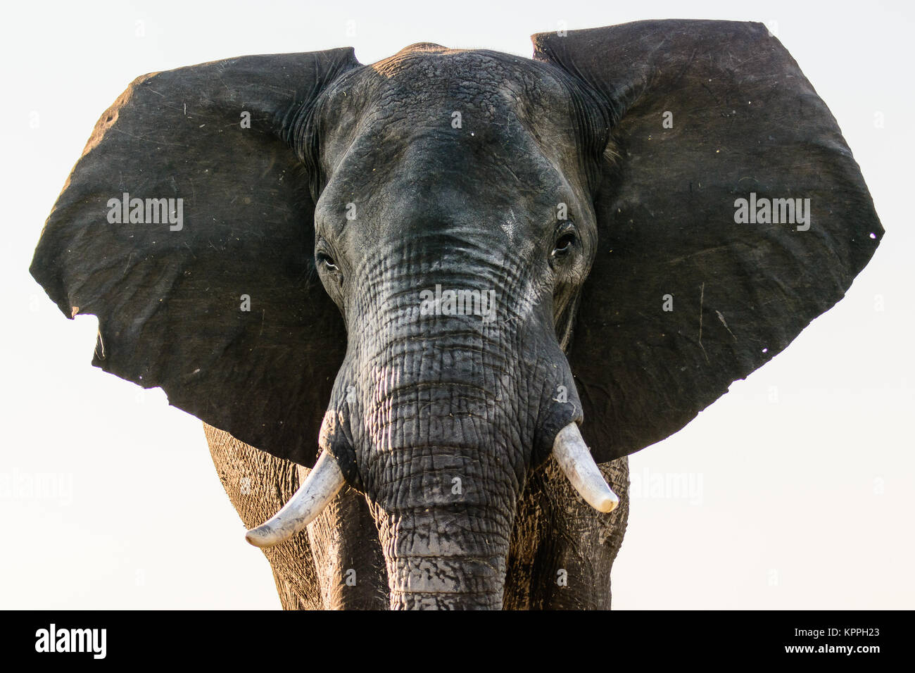 Head shot of an African elephant Stock Photo - Alamy