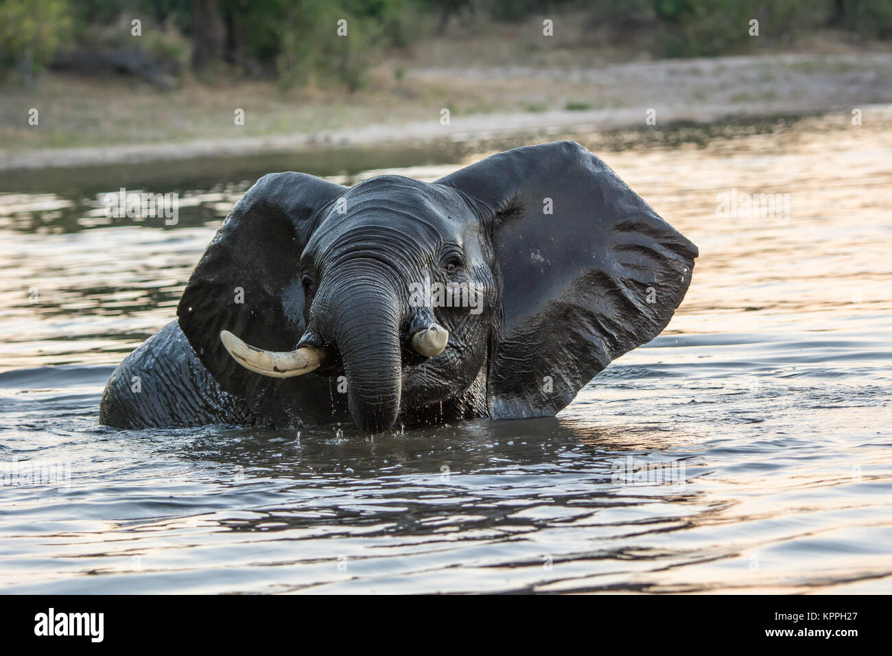 African elephant enjoying bathing in the Chobe river at close proximity ...