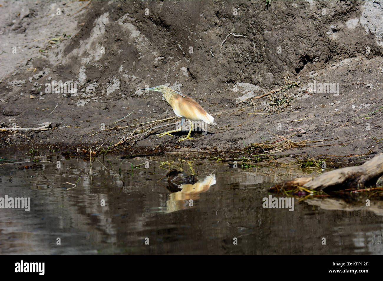 Striated heron and its reflection Stock Photo - Alamy
