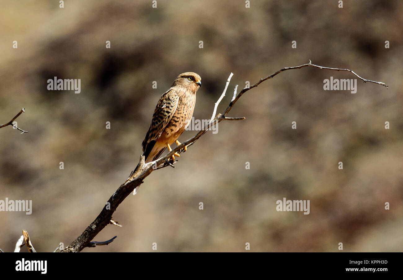 Lesser kestrel africa hi-res stock photography and images - Alamy