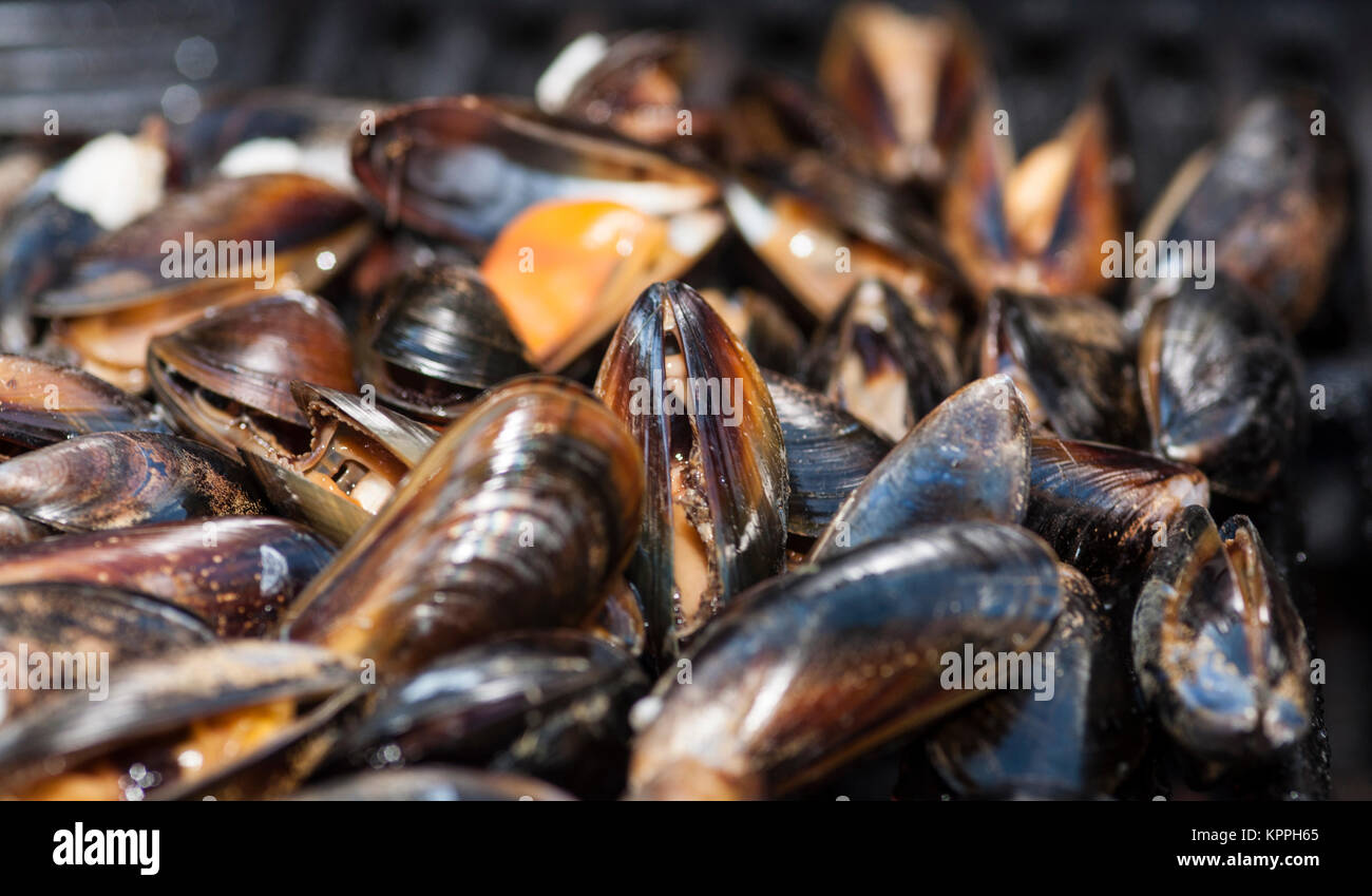 Flame mussel hi-res stock photography and images - Alamy