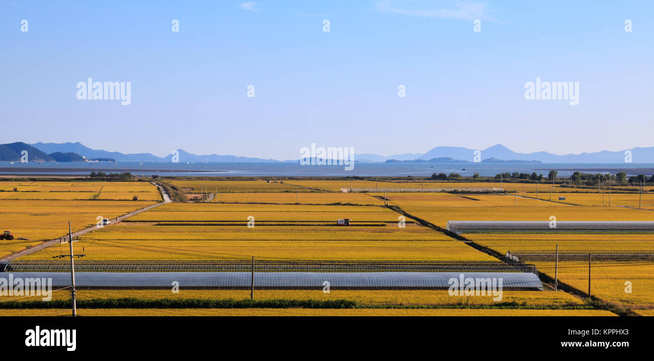 Fall ripe rice field in Korea Stock Photo - Alamy