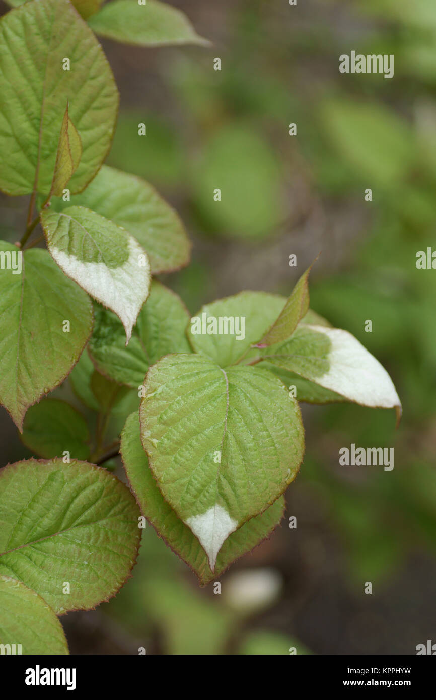 Actinidia kolomikta hi-res stock photography and images - Alamy