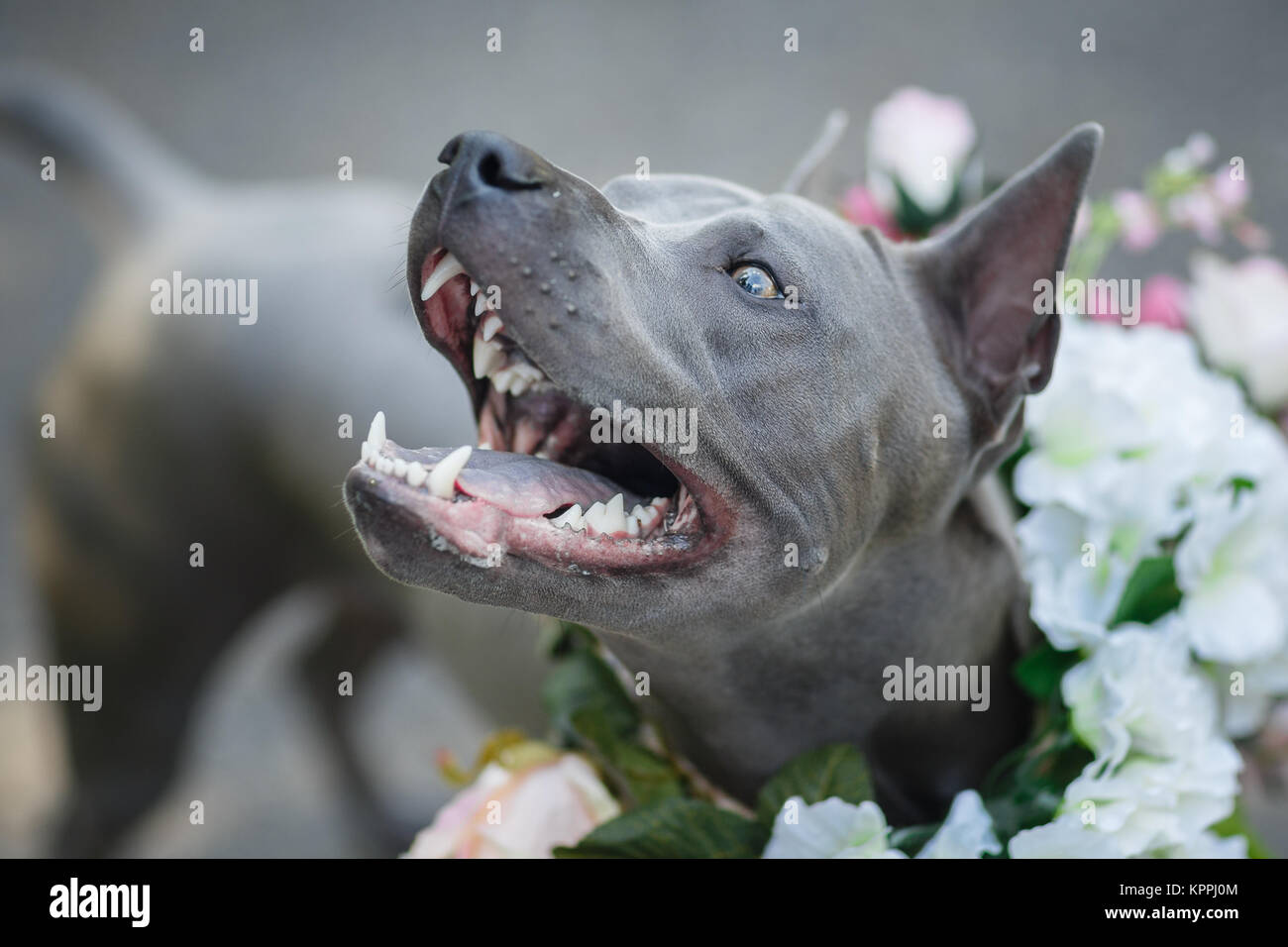 Blue Ridgeback