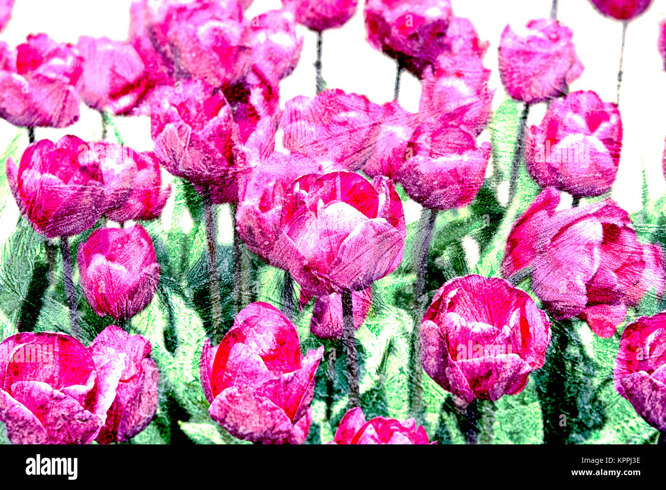 Colorful tulips as design Stock Photo - Alamy