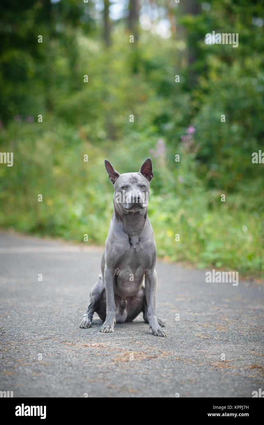 thai ridgeback dog outdoors Stock Photo - Alamy