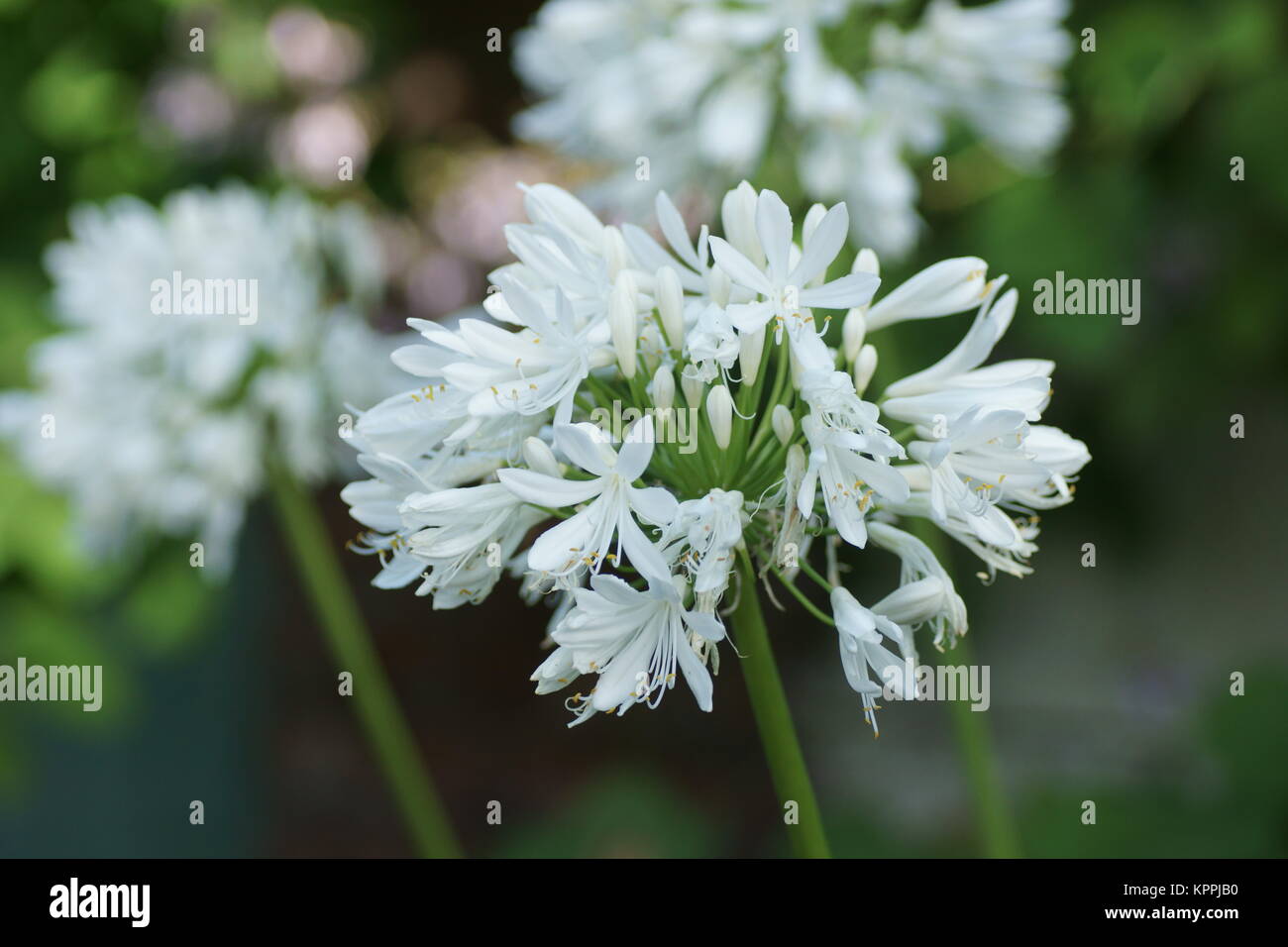 Snowball image hi-res stock photography and images - Alamy