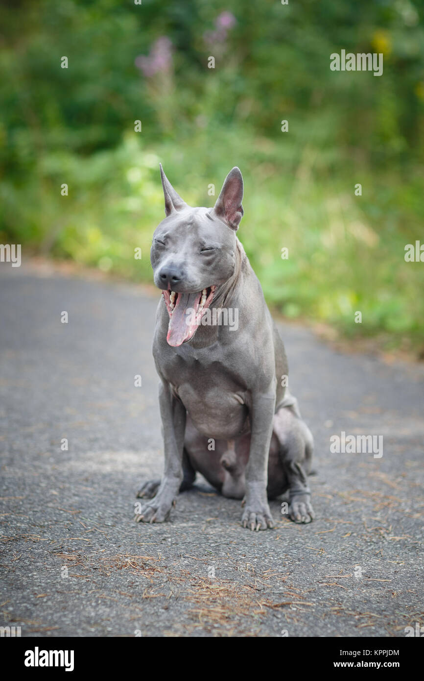 thai ridgeback dog outdoors Stock Photo - Alamy