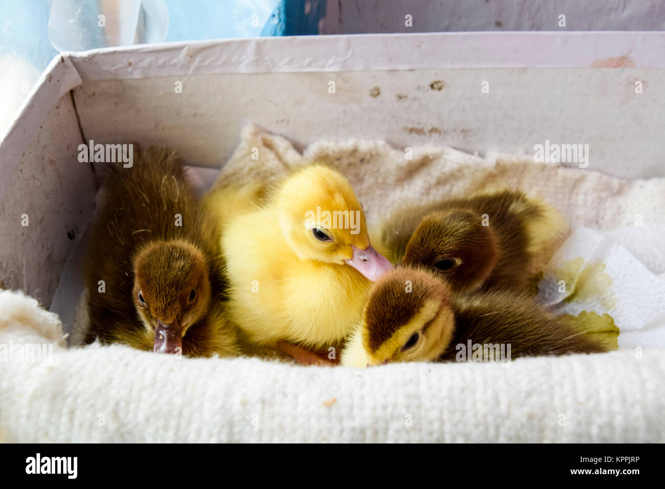 Ducklings of a musky duck. Ducklings of a musky duck in the shelter ...