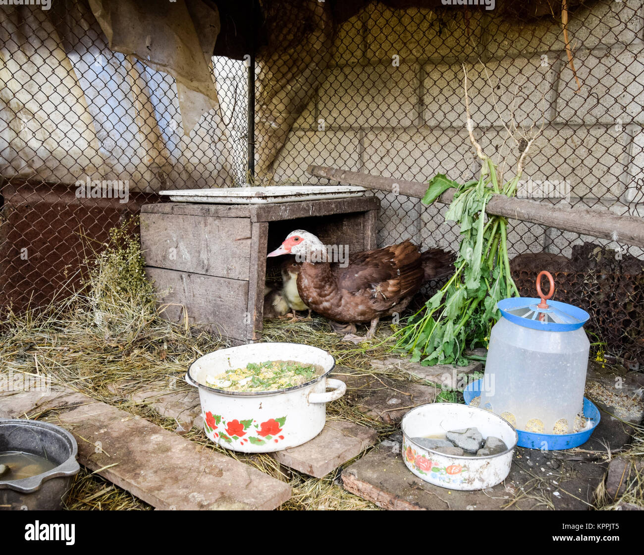 Muscovy duck mother with ducklings. Ducklings of a musky duck ...