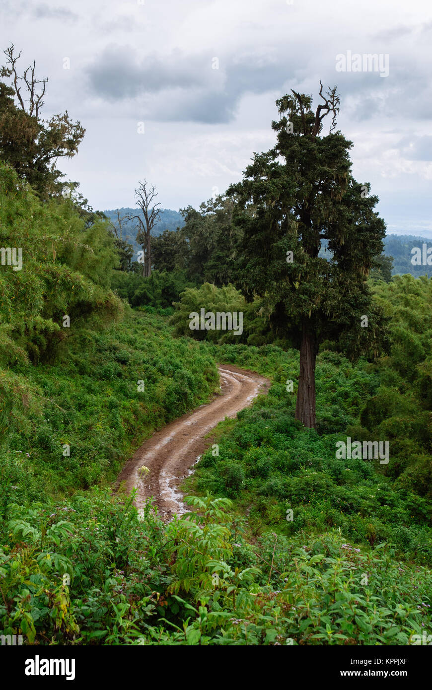 Hiking trail in Mount Kenya National Park Stock Photo - Alamy