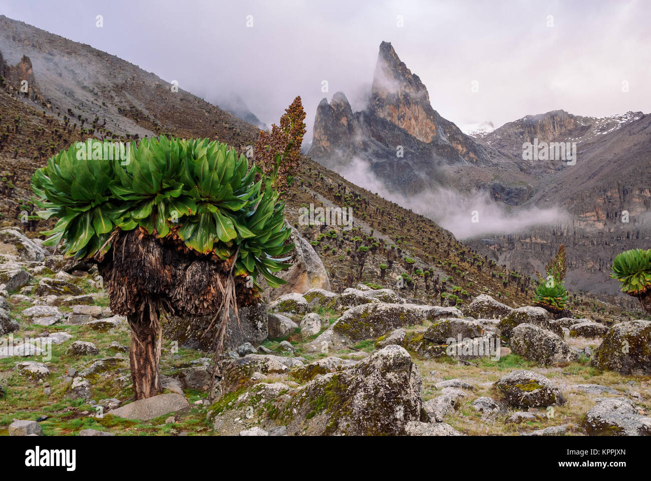 Landscape with Giant Groundsels (Dendrosenecio keniodendron) in Mount ...