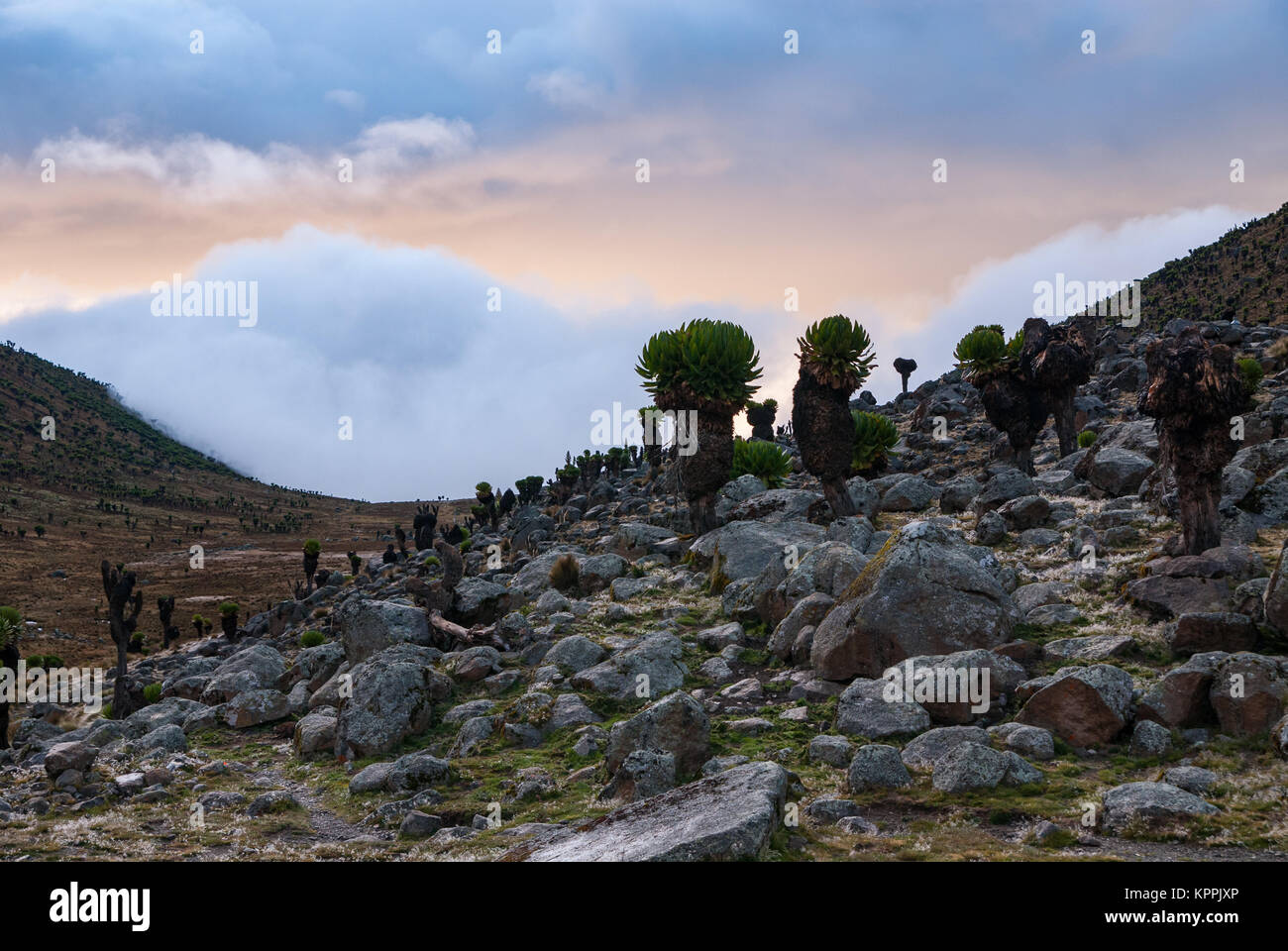 Landscape with Giant Groundsels (Dendrosenecio keniodendron) in Mount ...