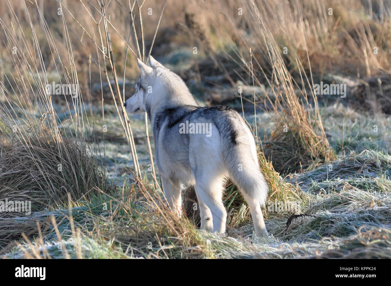 siberian husky silver grey dog at wildeness Stock Photo - Alamy