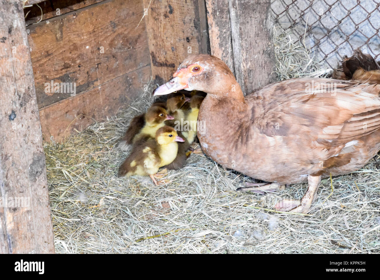 Muscovy duck mother with ducklings. The musky duck. The maintenance of ...