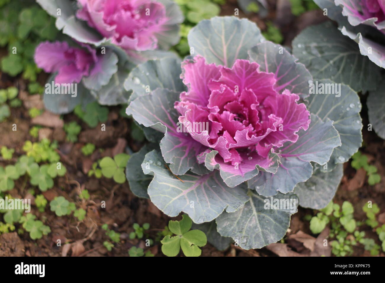 Ornamental cabbages hi-res stock photography and images - Alamy