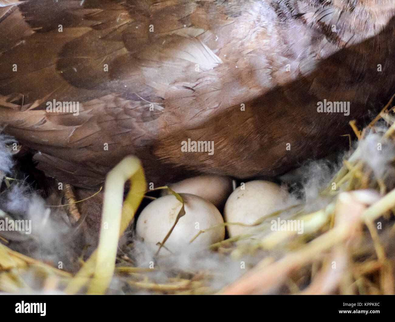 musky duck on the nest. Reproduction of musk ducks Stock Photo - Alamy