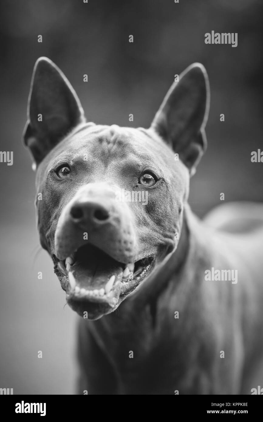 thai ridgeback dog outdoors Stock Photo - Alamy