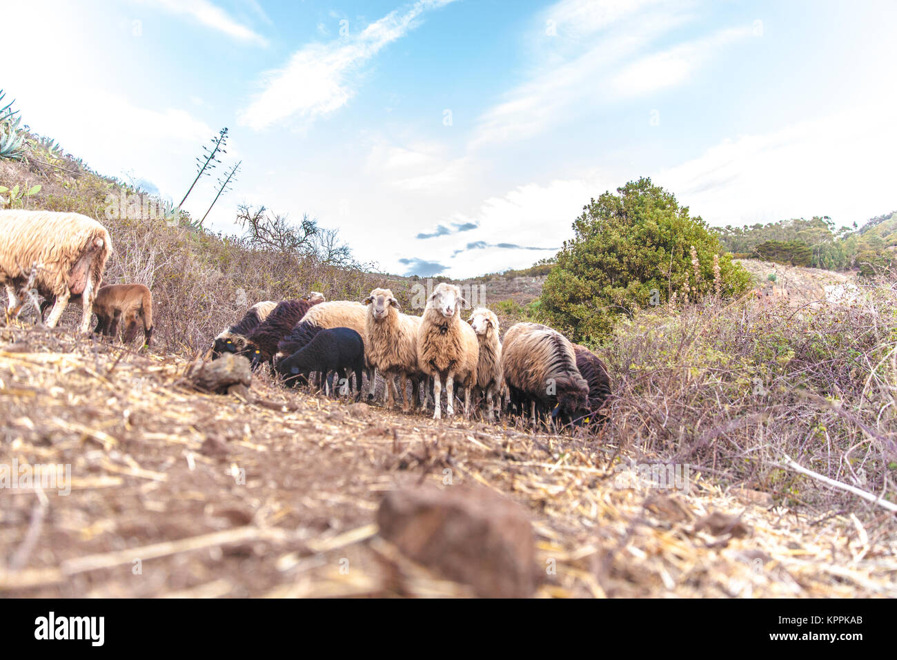 Shepherd and sheep herd grazing in the open air Stock Photo - Alamy