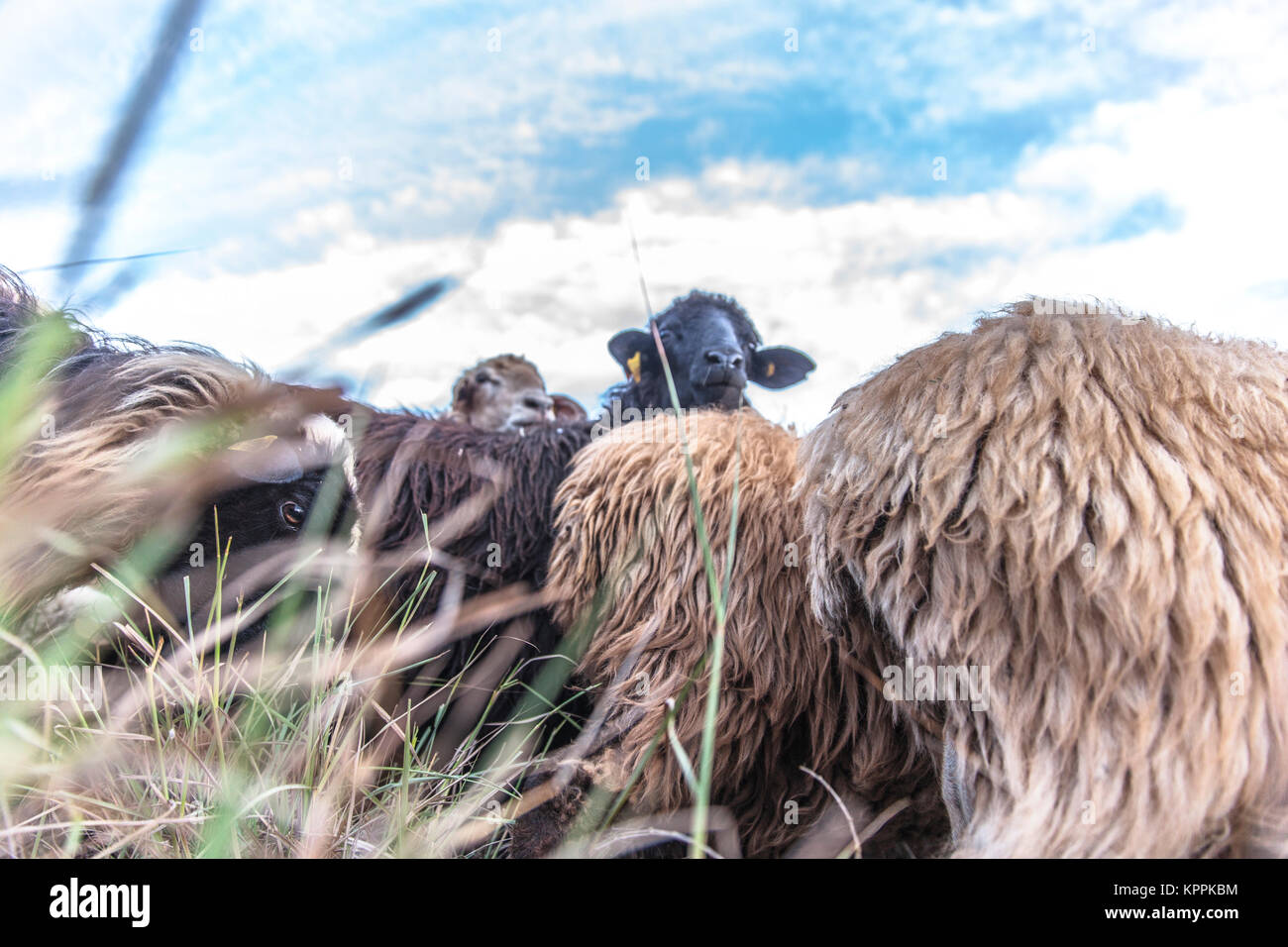 Shepherd and sheep herd grazing in the open air Stock Photo - Alamy