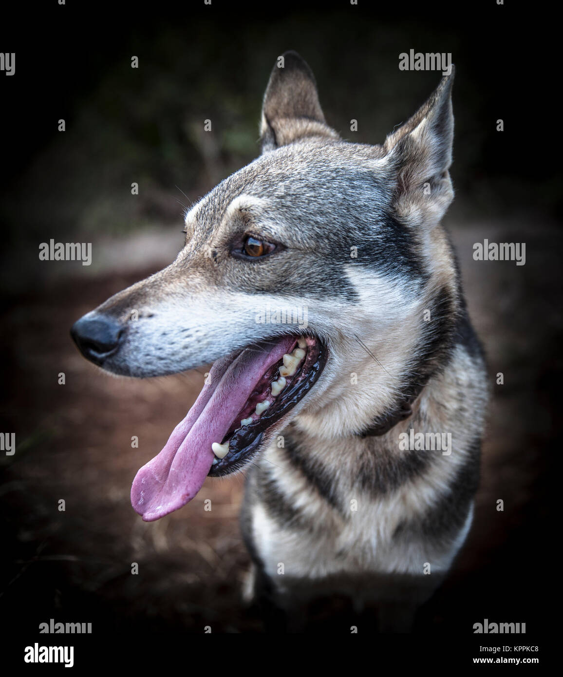 Sheep watcher hi-res stock photography and images - Alamy