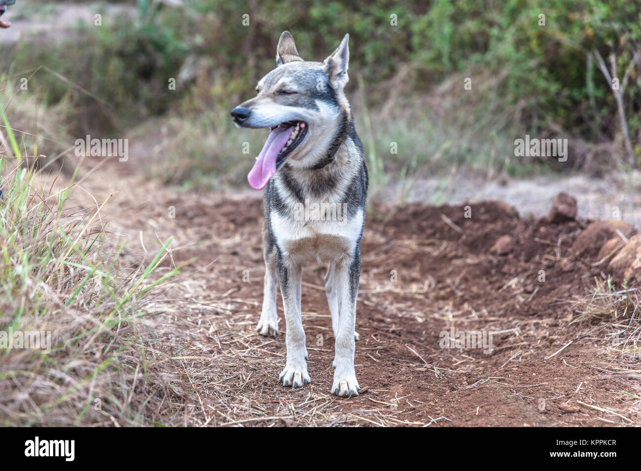 Shepherd and watch dog in the open air Stock Photo - Alamy