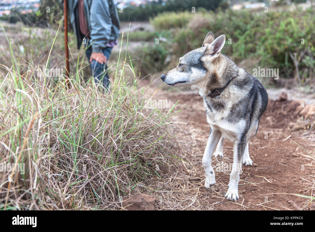 Shepherd and watch dog in the open air Stock Photo - Alamy
