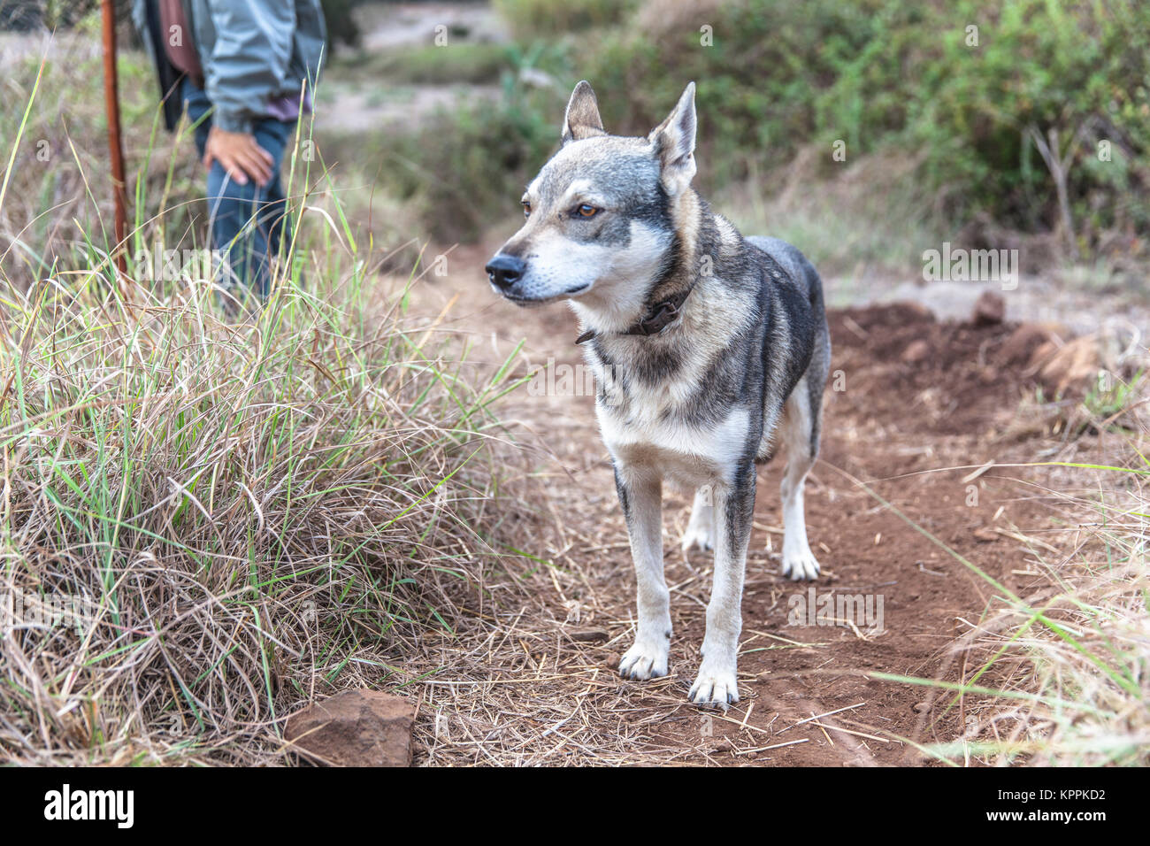 Shepherd and watch dog in the open air Stock Photo - Alamy