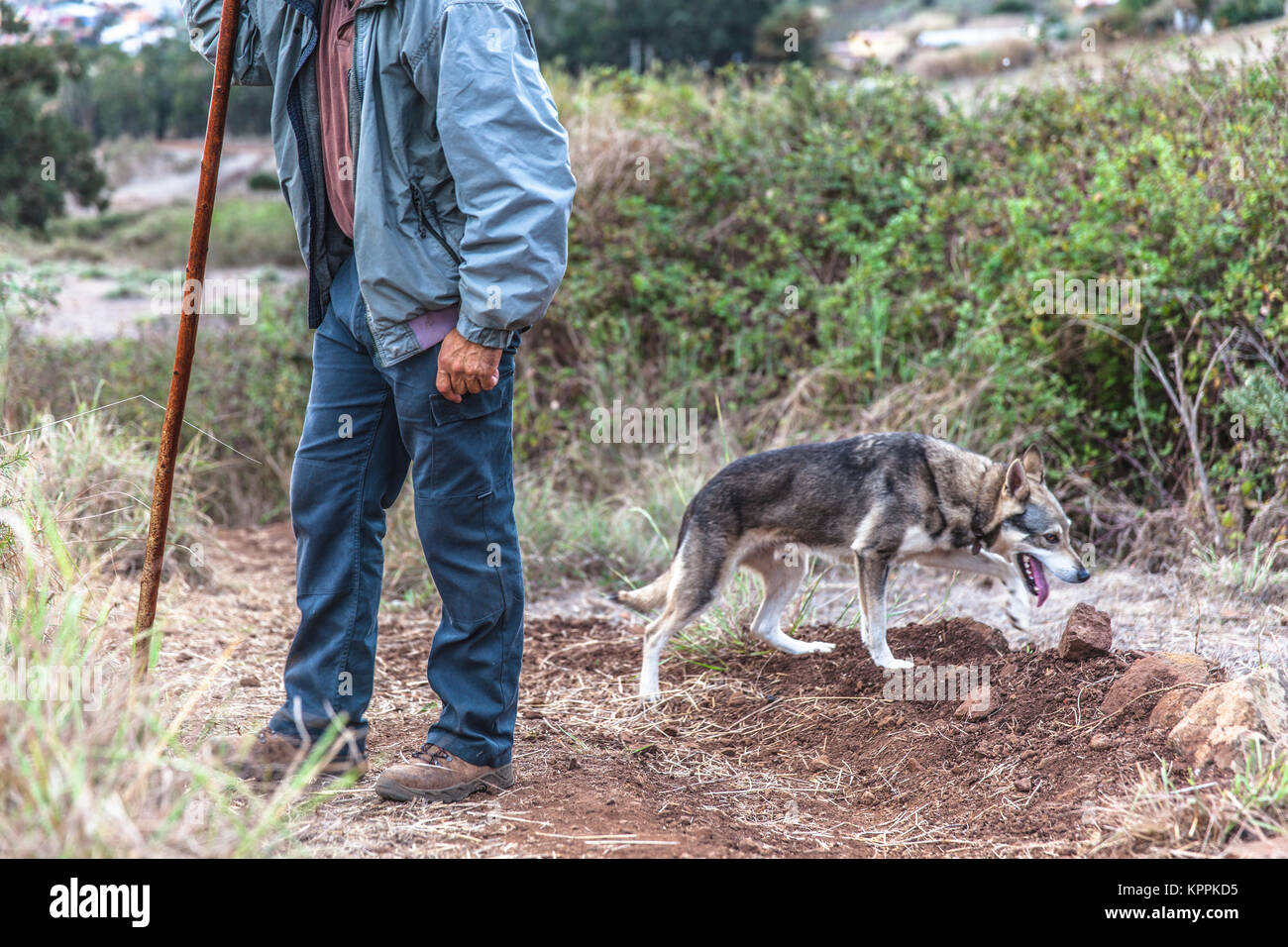 Shepherd and watch dog in the open air Stock Photo - Alamy