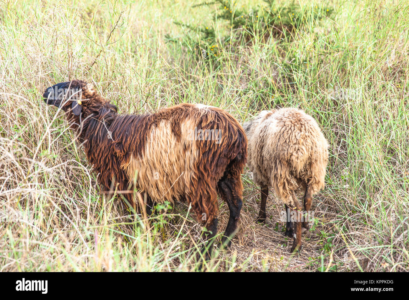 Shepherd and sheep herd grazing in the open air Stock Photo - Alamy
