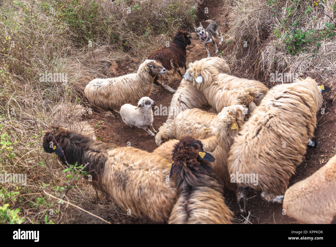 Shepherd and sheep herd grazing in the open air Stock Photo - Alamy