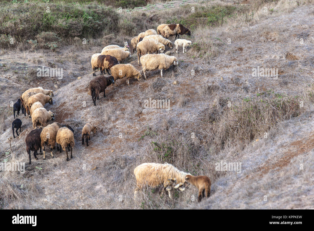 Shepherd and sheep herd grazing in the open air Stock Photo - Alamy
