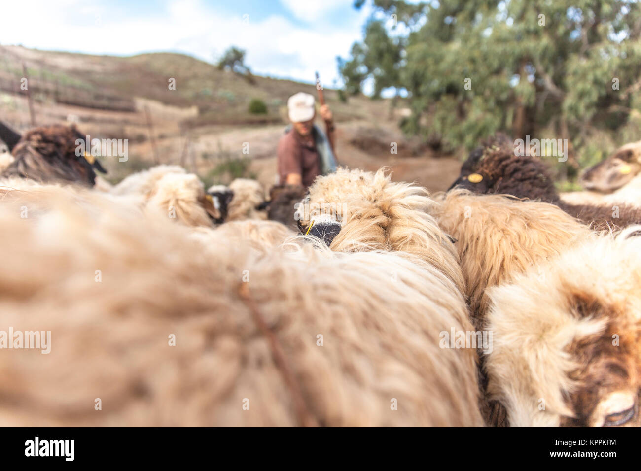Shepherd and sheep herd grazing in the open air Stock Photo - Alamy