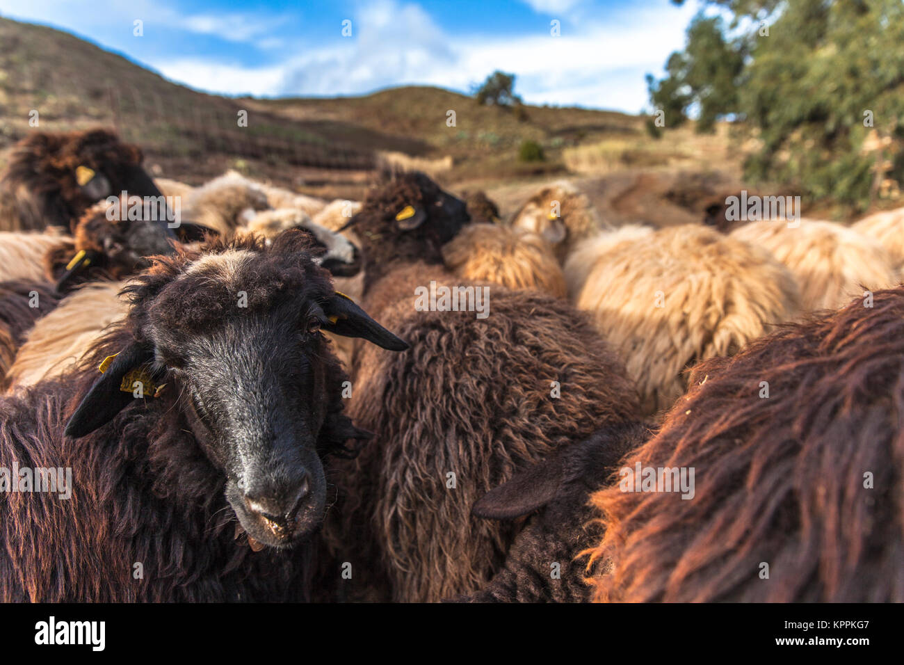 Shepherd and sheep herd grazing in the open air Stock Photo - Alamy