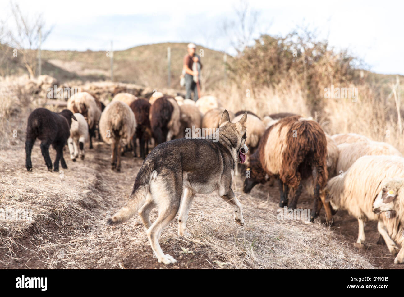 Shepherd and sheep herd grazing in the open air Stock Photo - Alamy