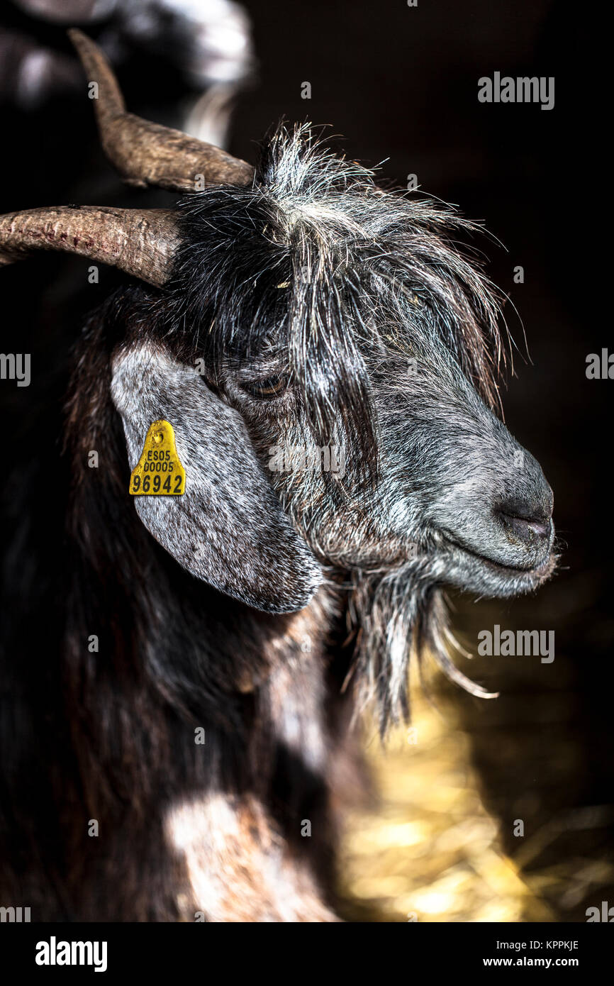 Shepherd and sheep herd grazing in the open air Stock Photo - Alamy