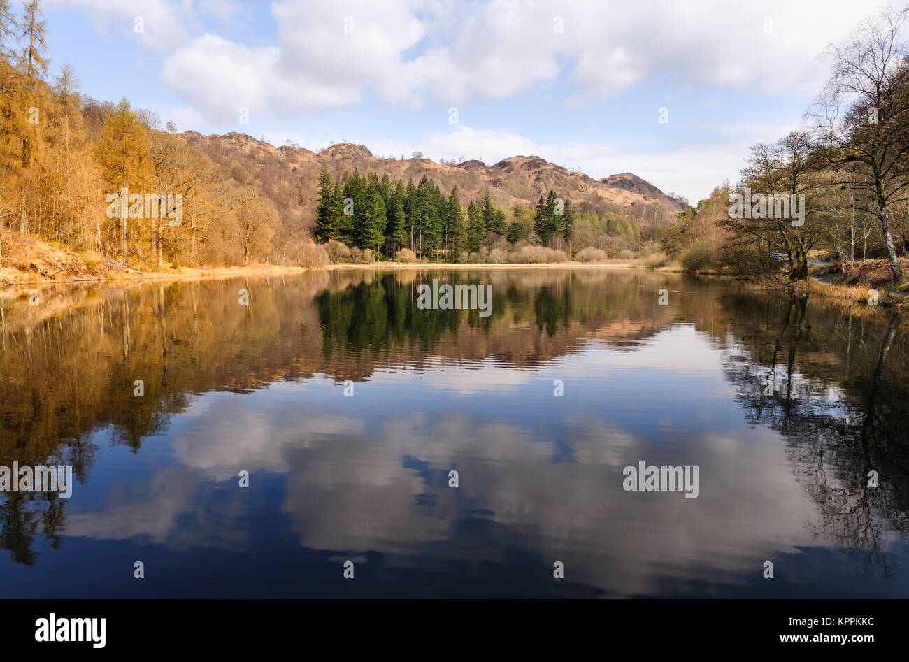 Yew Tree Tarn a small lake surrounded by trees in the English Lake ...