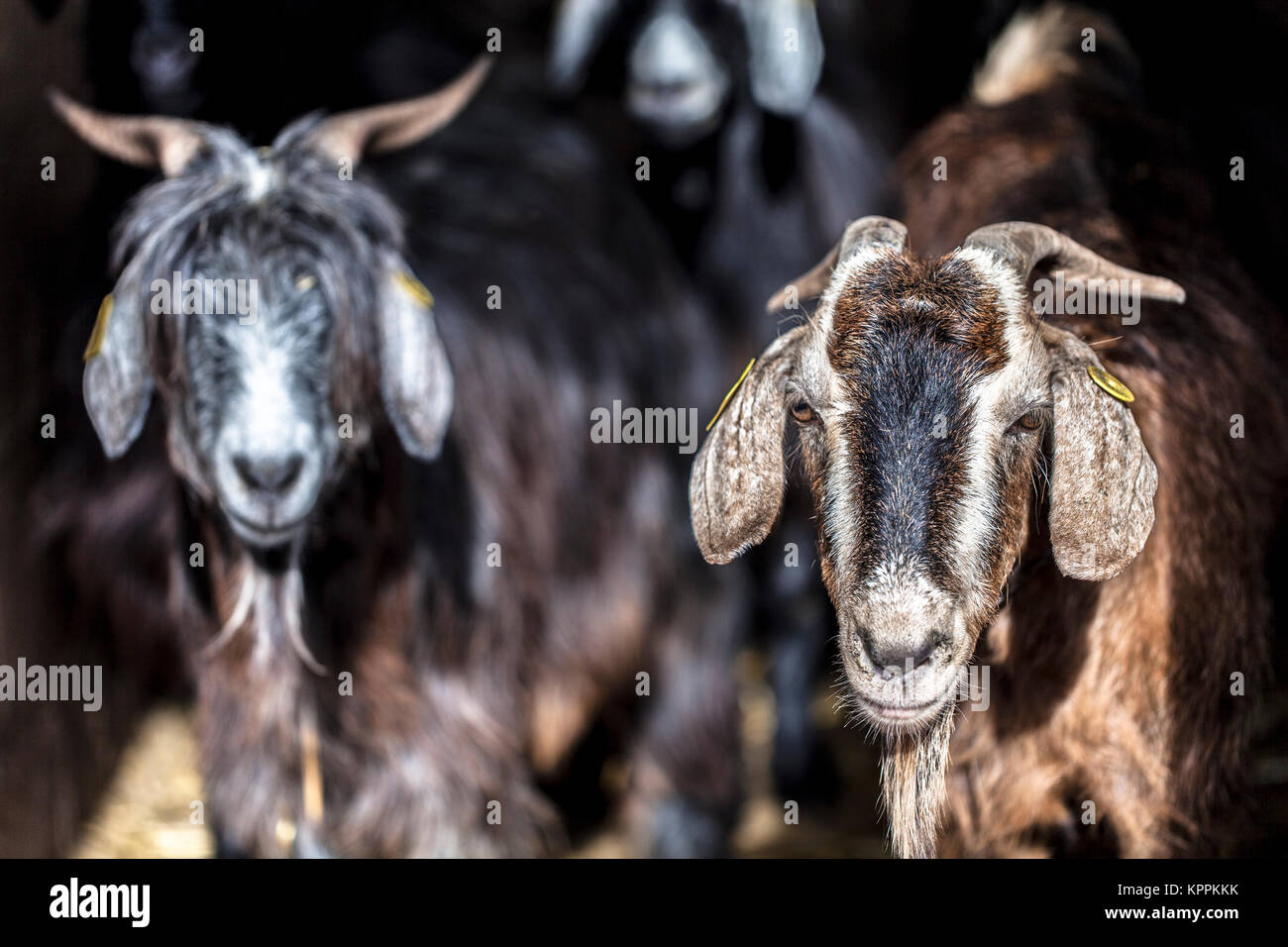 Shepherd and sheep herd grazing in the open air Stock Photo - Alamy