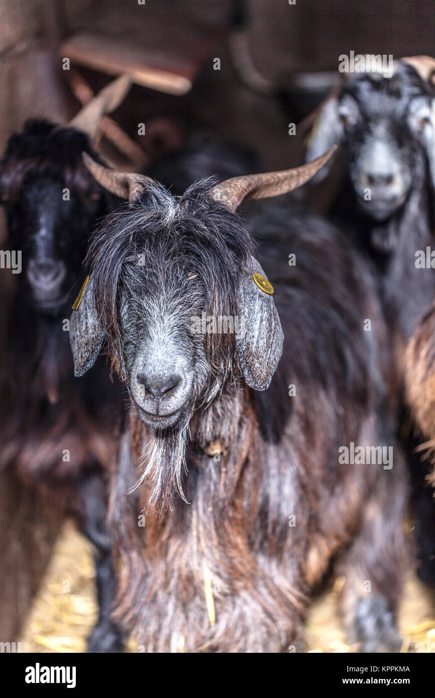 Shepherd and sheep herd grazing in the open air Stock Photo - Alamy