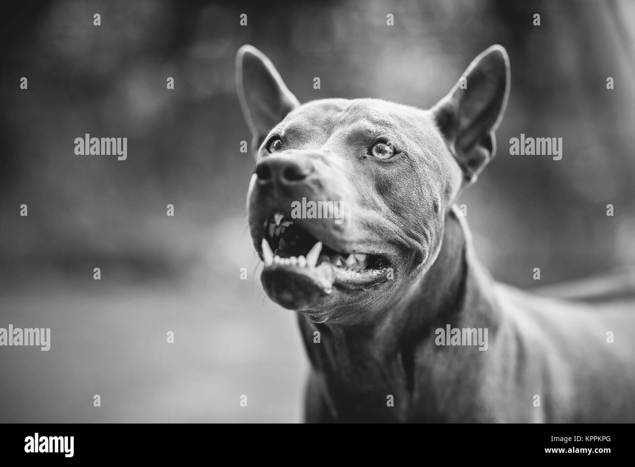 thai ridgeback dog outdoors Stock Photo - Alamy