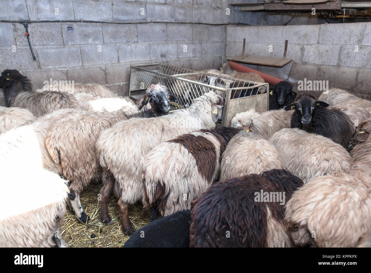 Shepherd and sheep herd grazing in the open air Stock Photo - Alamy