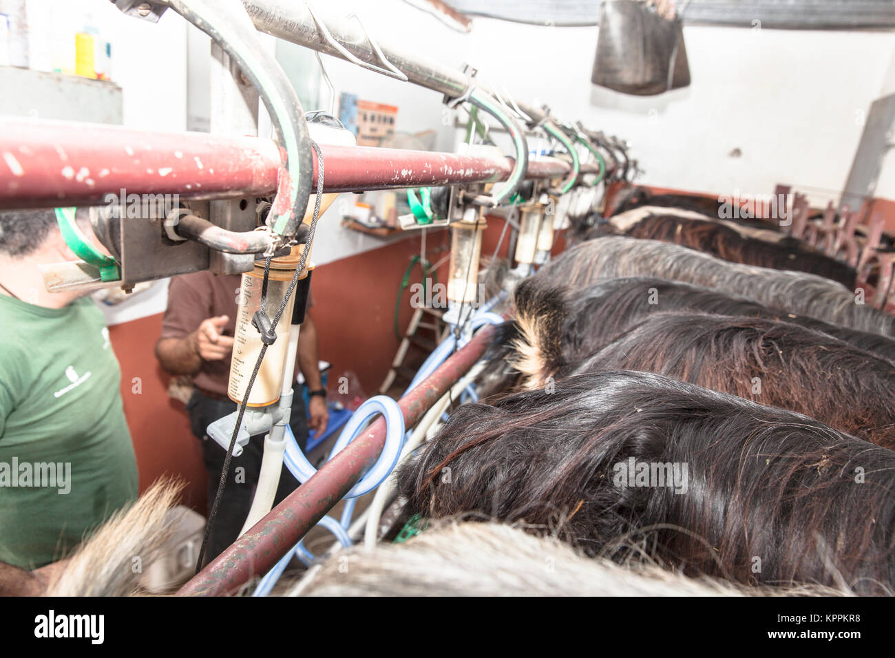 man milking a goat with a milking machine Stock Photo - Alamy