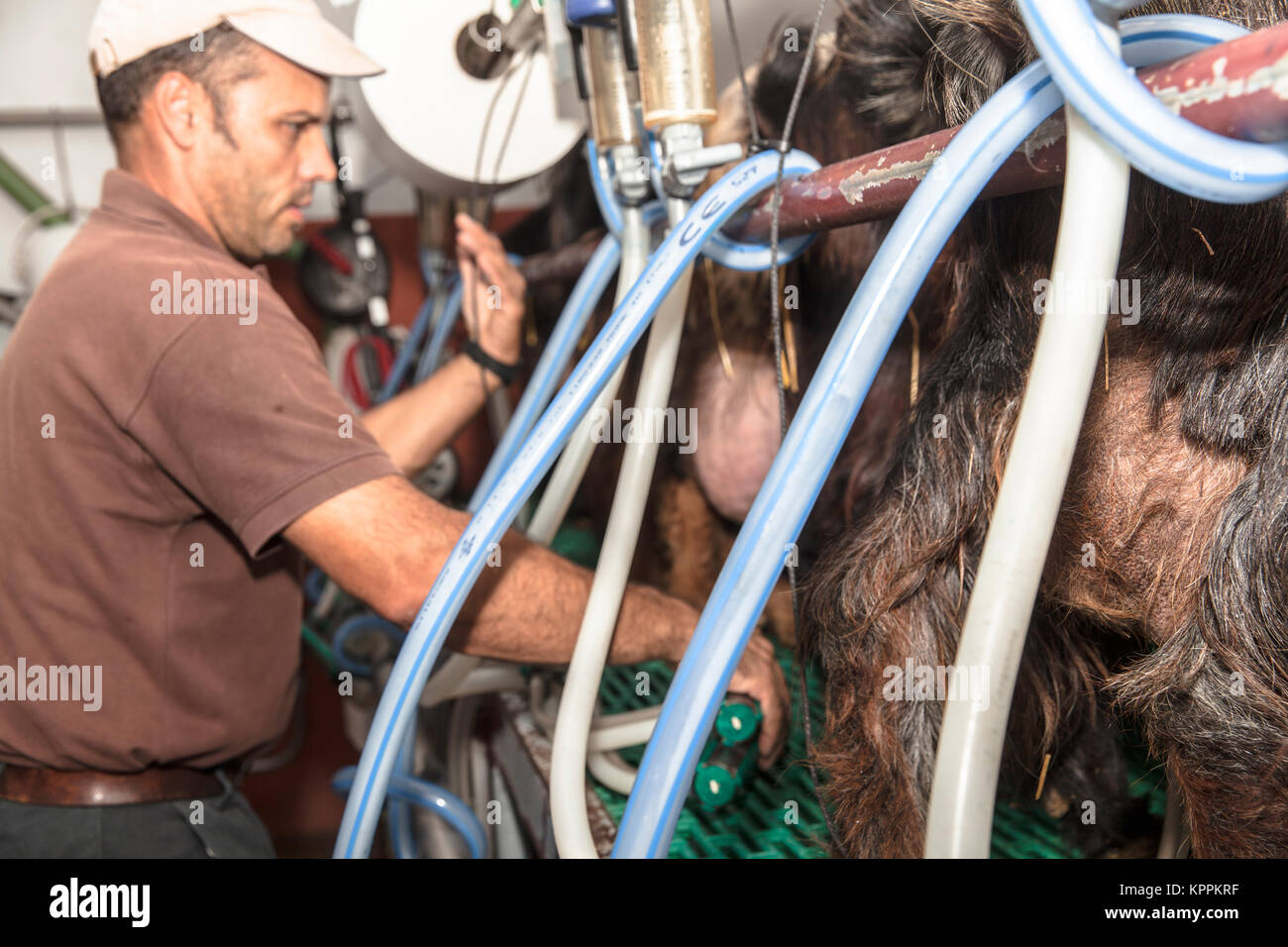 Sheep milking man hi-res stock photography and images - Alamy